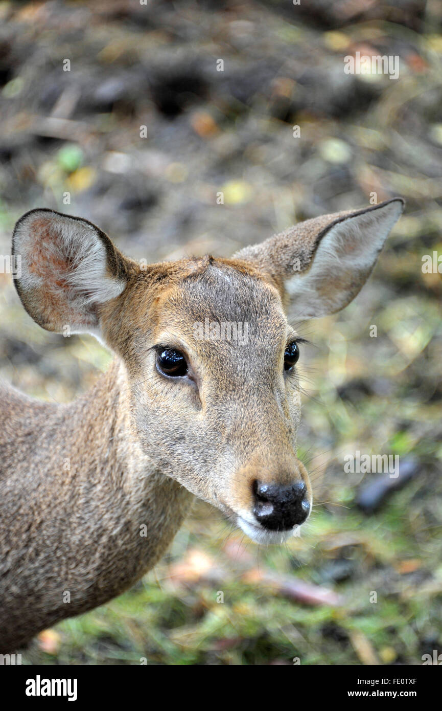 Sika deer cervus nippon in hi-res stock photography and images - Alamy