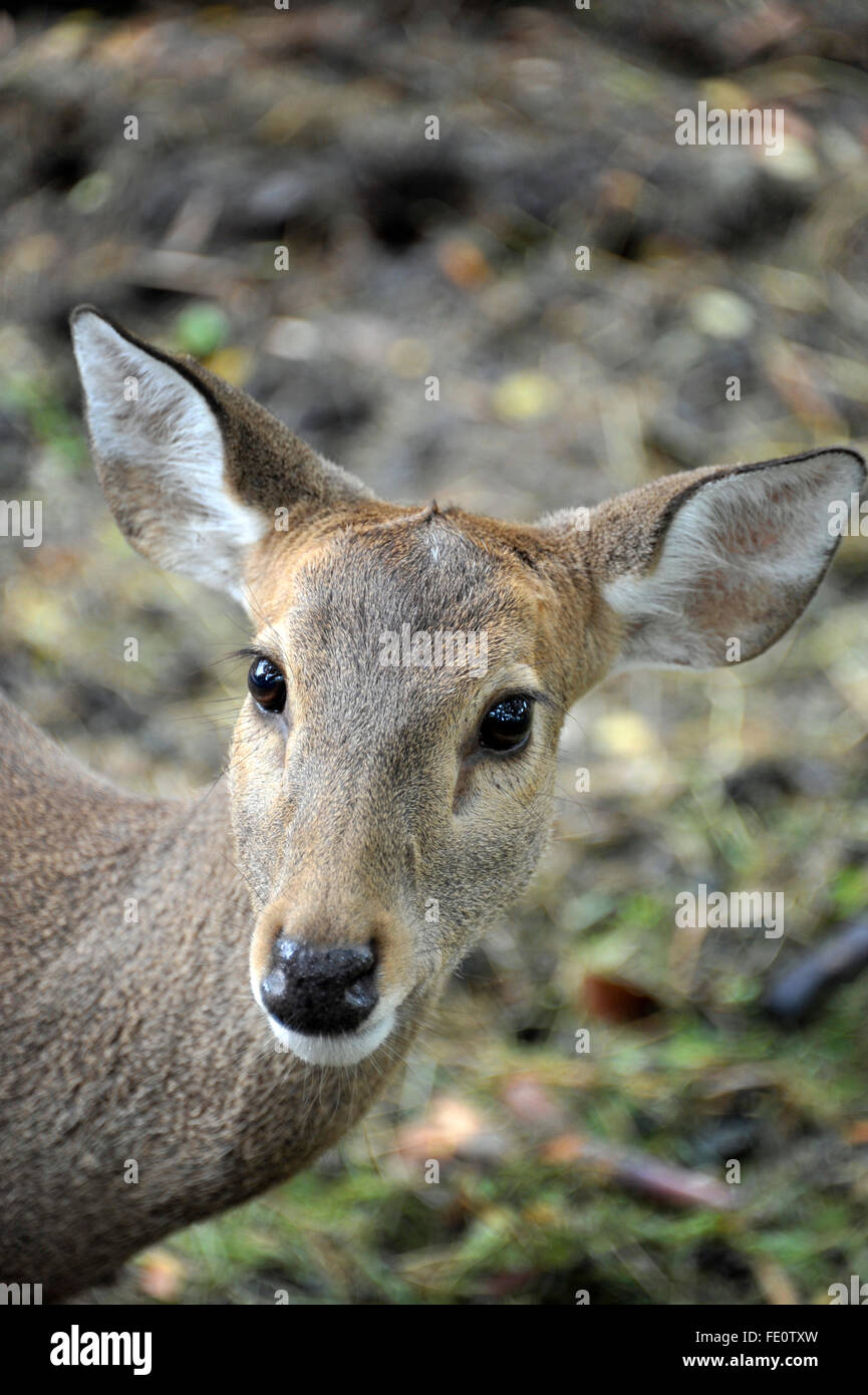 Sika deer cervus nippon in hi-res stock photography and images - Alamy