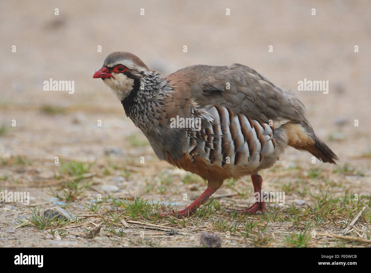 Red legged partridge red legged partridge partridge partridges norfolk ...