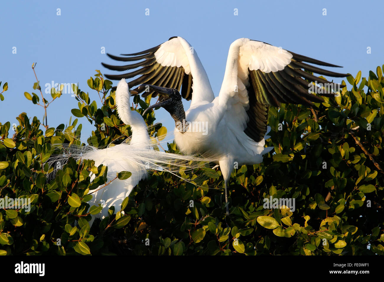 Great stork hi-res stock photography and images - Alamy