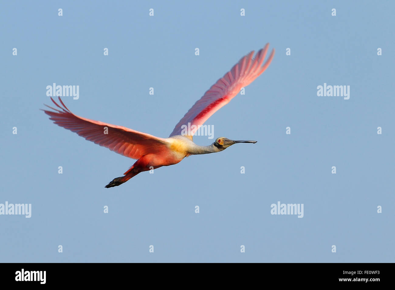 Spoonbill bird hi-res stock photography and images - Alamy