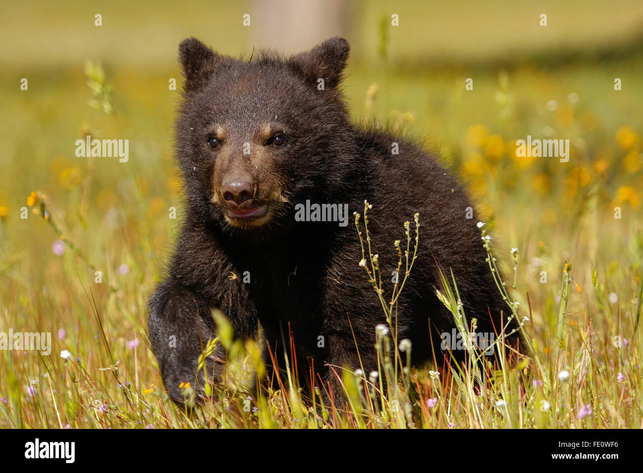 Baby American Black Bear