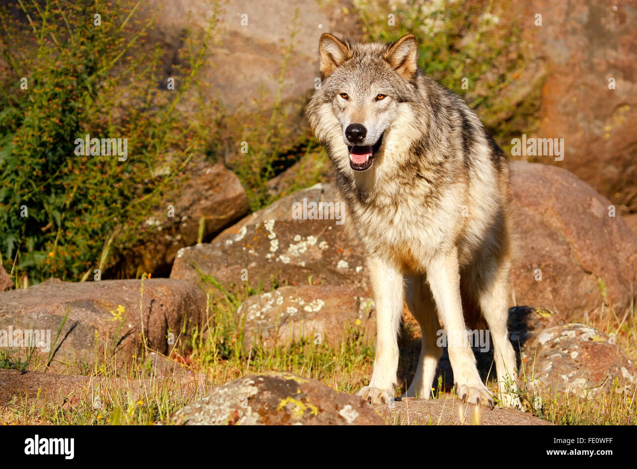 Gray wolf (Canis lupus) standing near rocks Stock Photo - Alamy