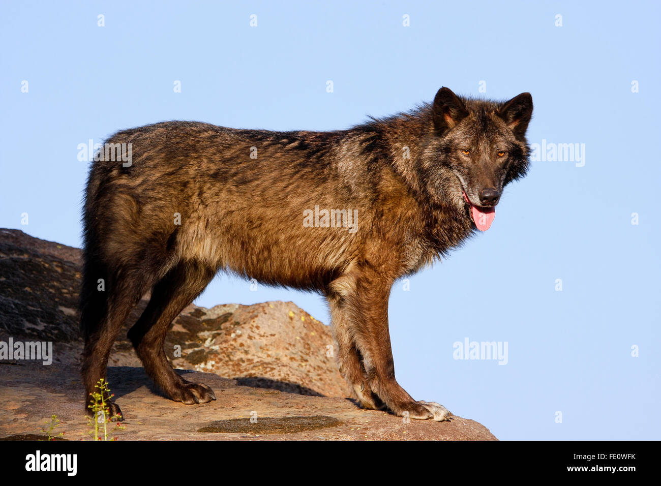 Gray wolf (Canis lupus) standing on rocks Stock Photo - Alamy