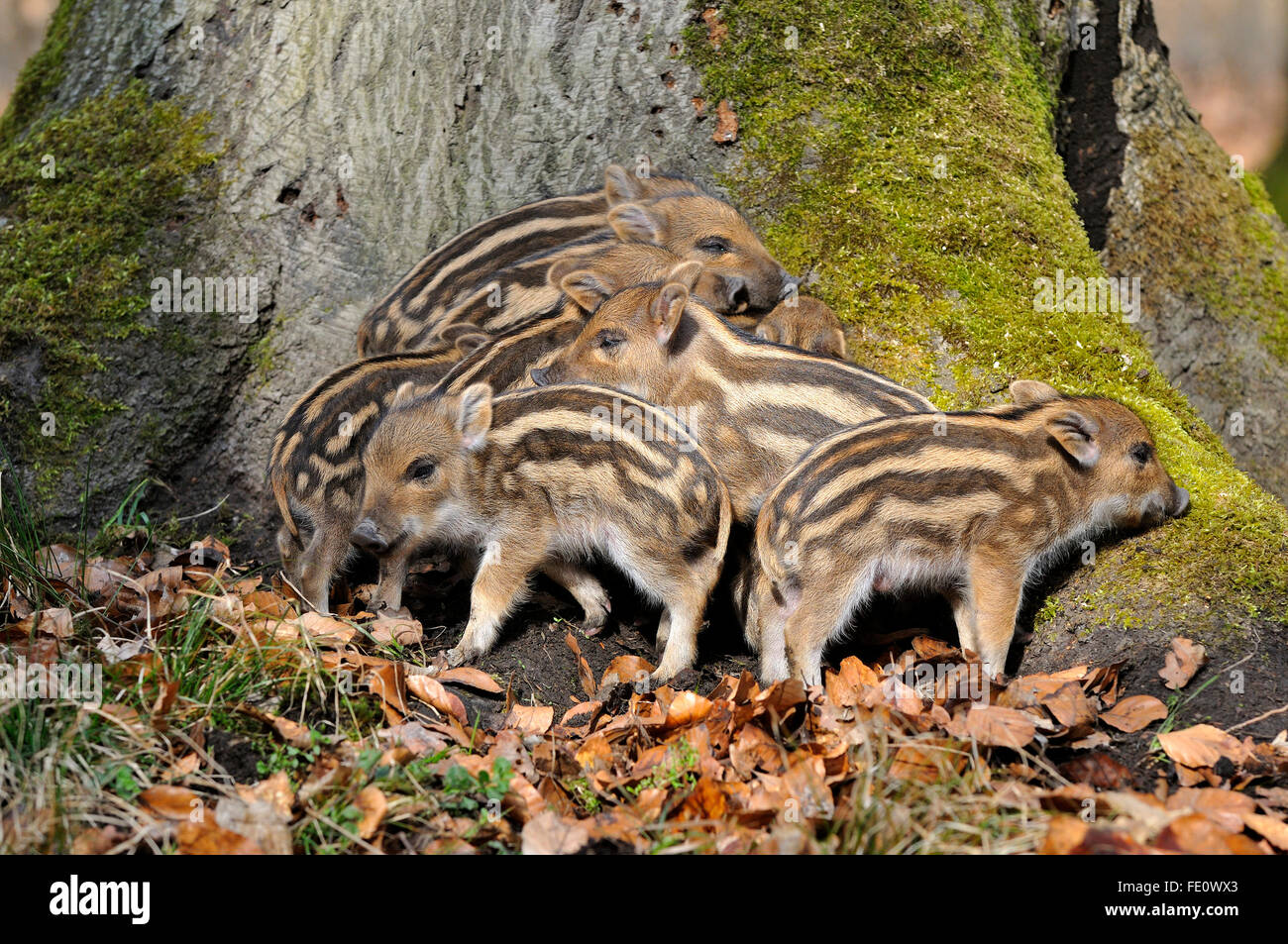 Wild boar (Sus scrofa), piglets climbing tree trunk, North Rhine ...