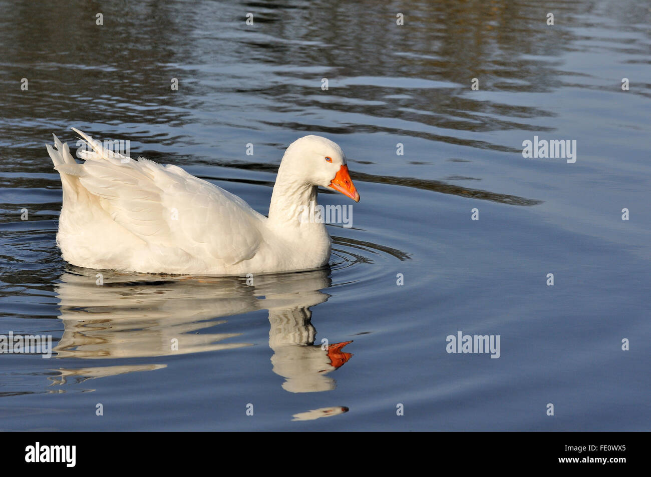 Old goose hi-res stock photography and images - Alamy
