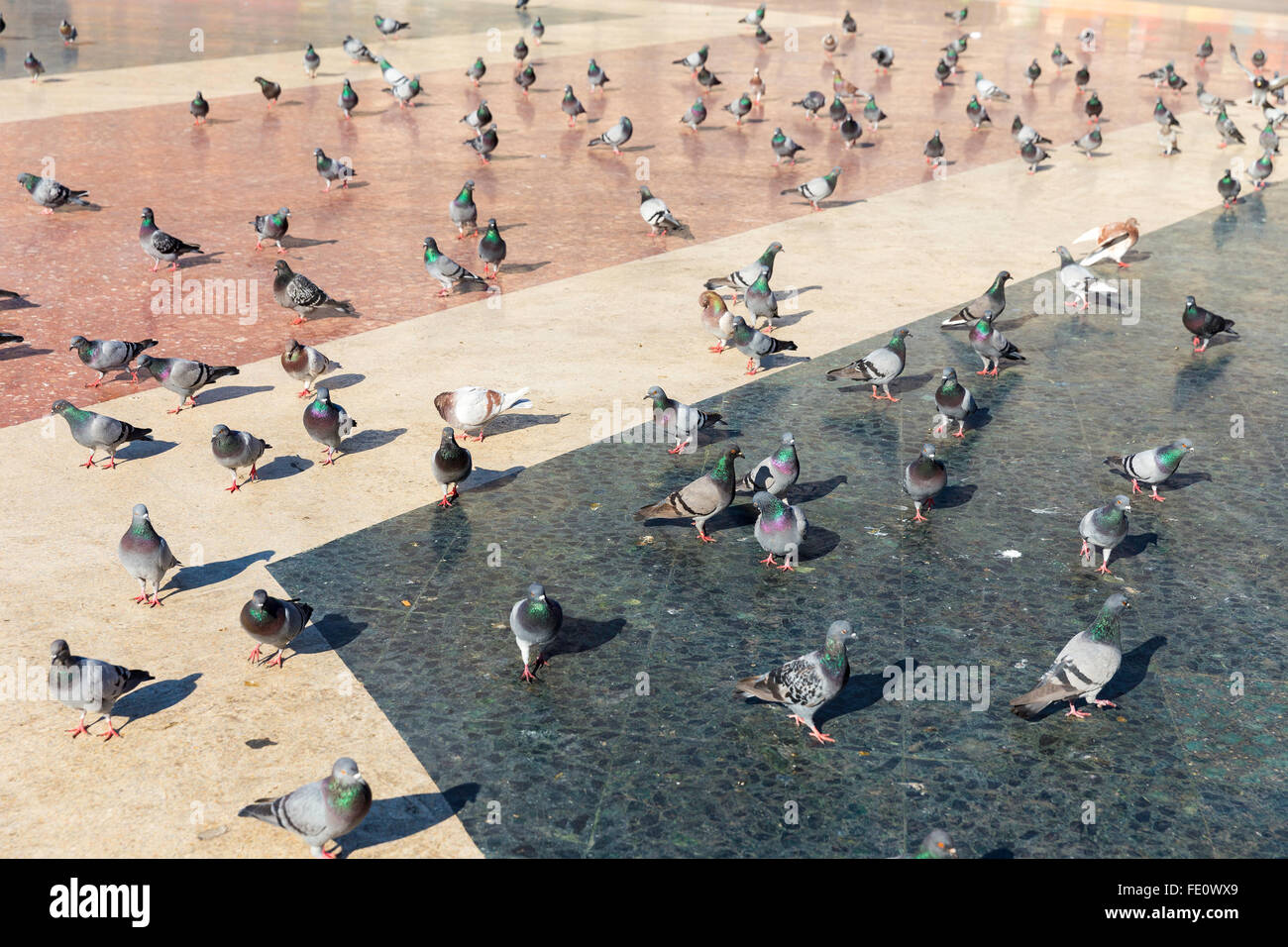 A flock of pigeons standing in a public square ground and waiting to be ...