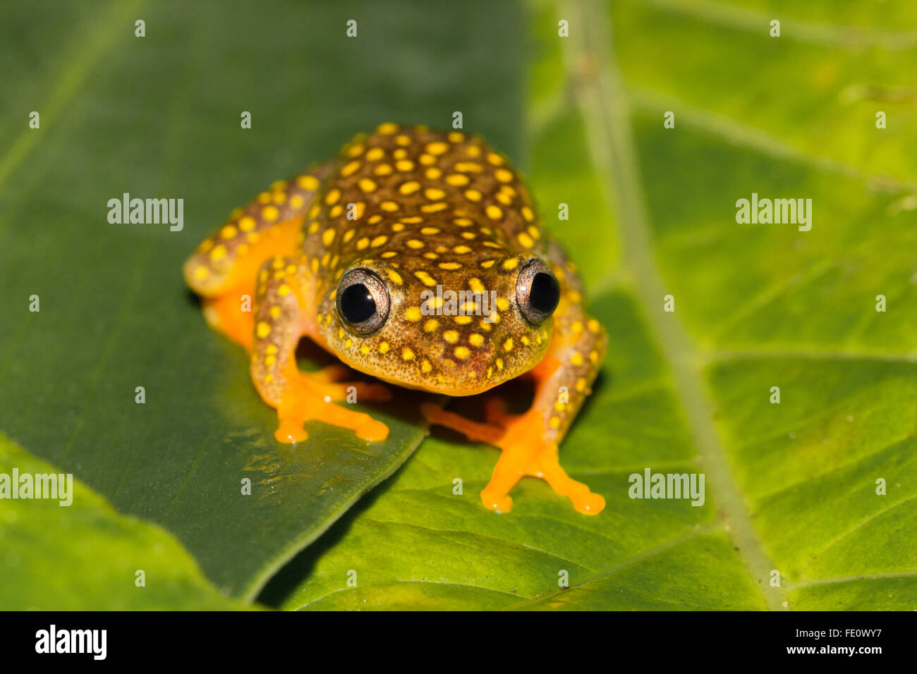 Whitebelly reed frog (Heterixalus Alboguttatus) sitting on leaf in ...