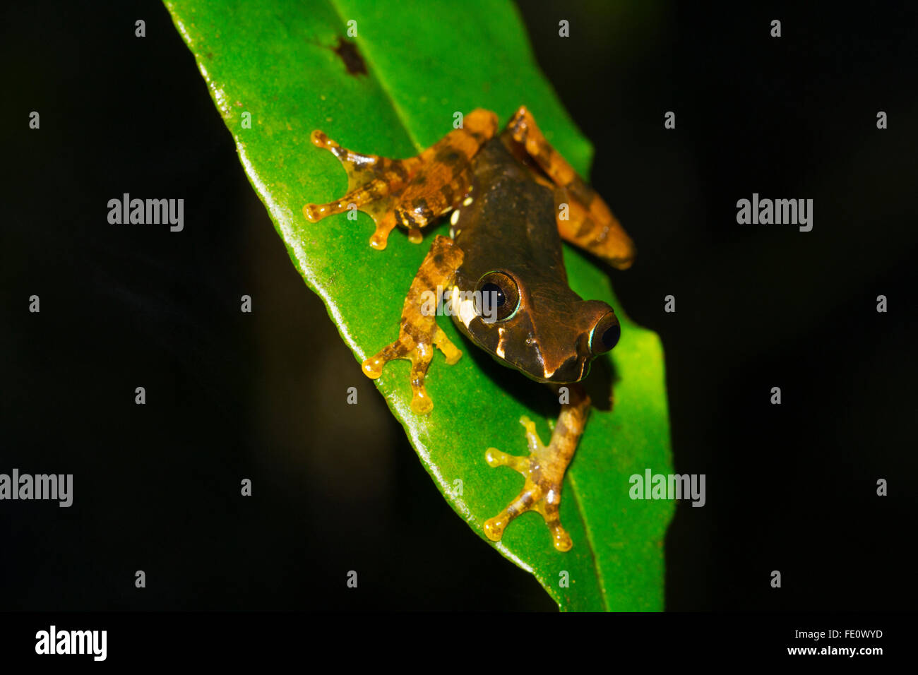 Popi hi-res stock photography and images - Alamy