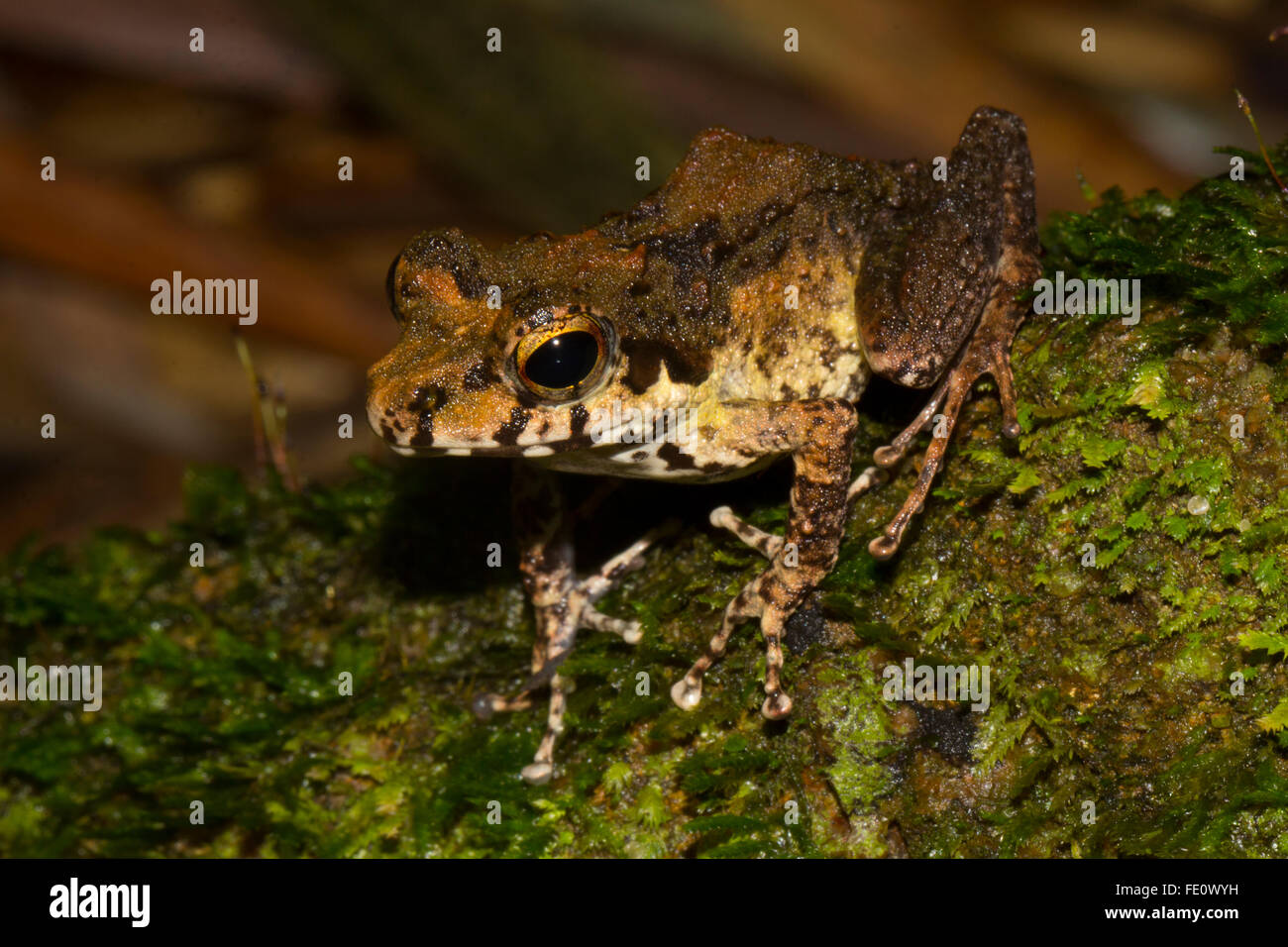 Boulenger's Madagascar Frog (Gephyromantis boulengeri) on moss, Nosy ...