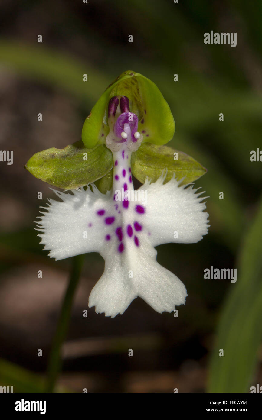 Madagascar national flower hi-res stock photography and images - Alamy