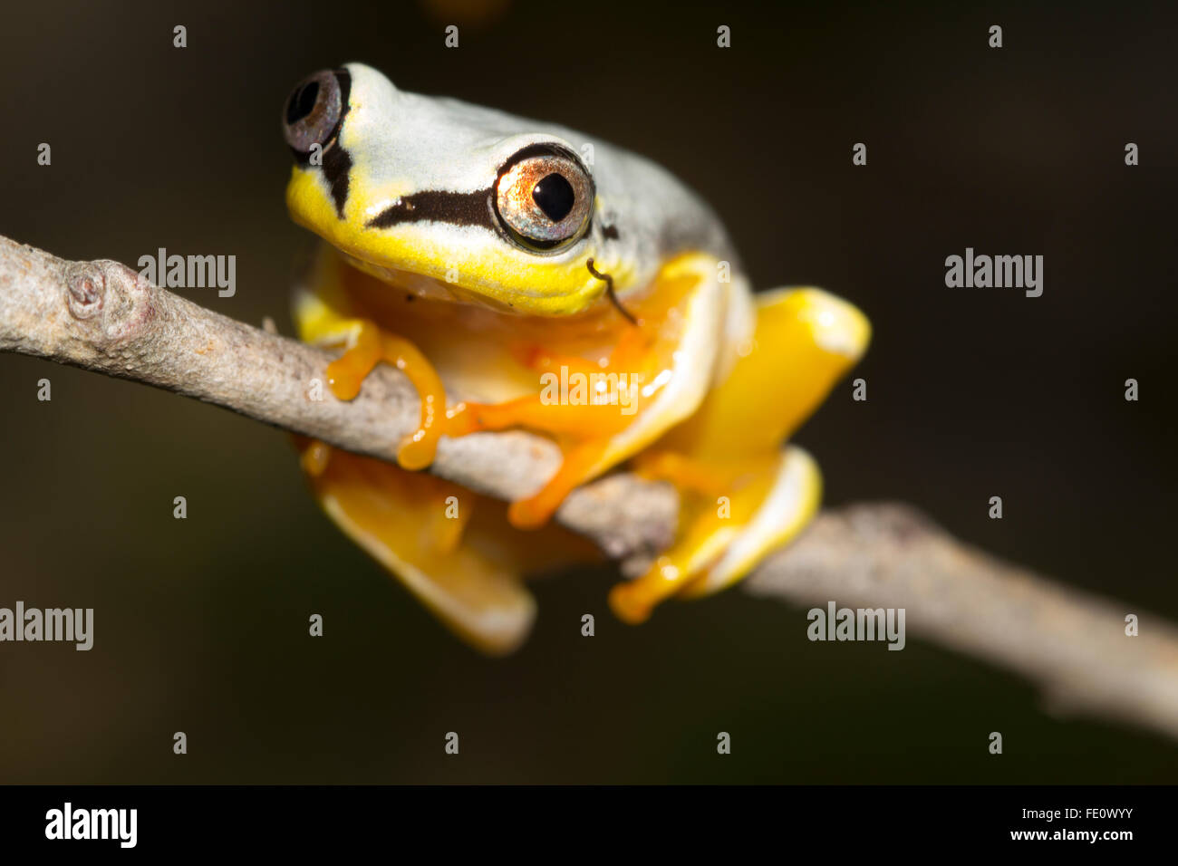 Madagascar Reed Frog (Heterixalus madagascariensis) on tree branch ...