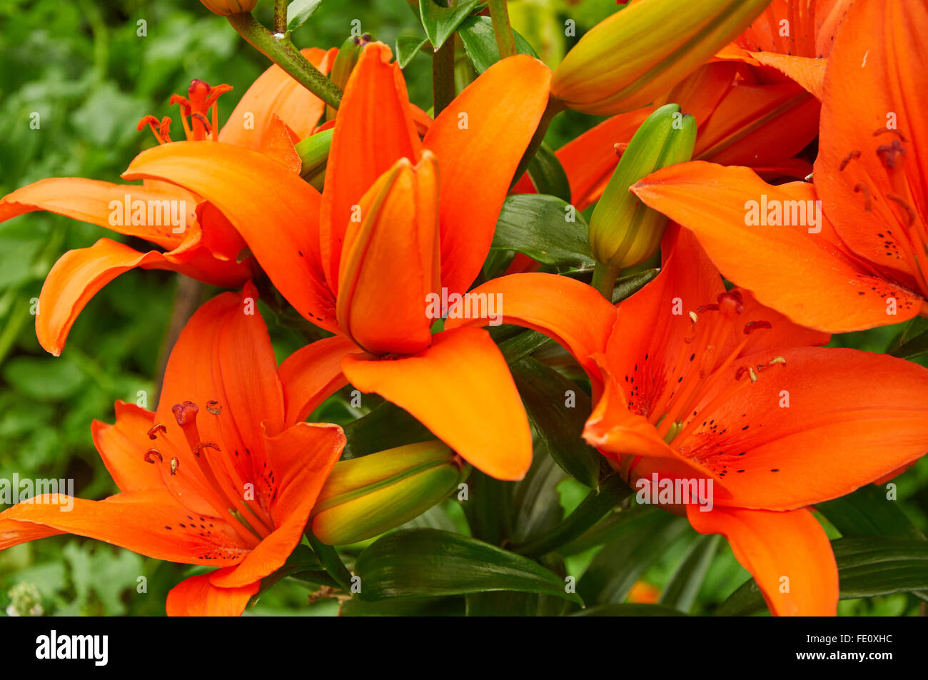 Bright orange lily flowers in the garden Stock Photo - Alamy