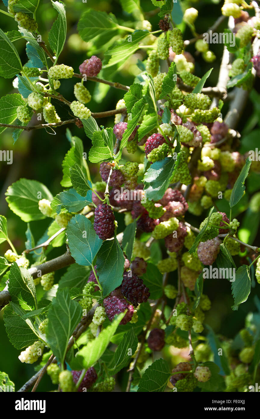 light purple mulberries on the branch of tree Stock Photo - Alamy