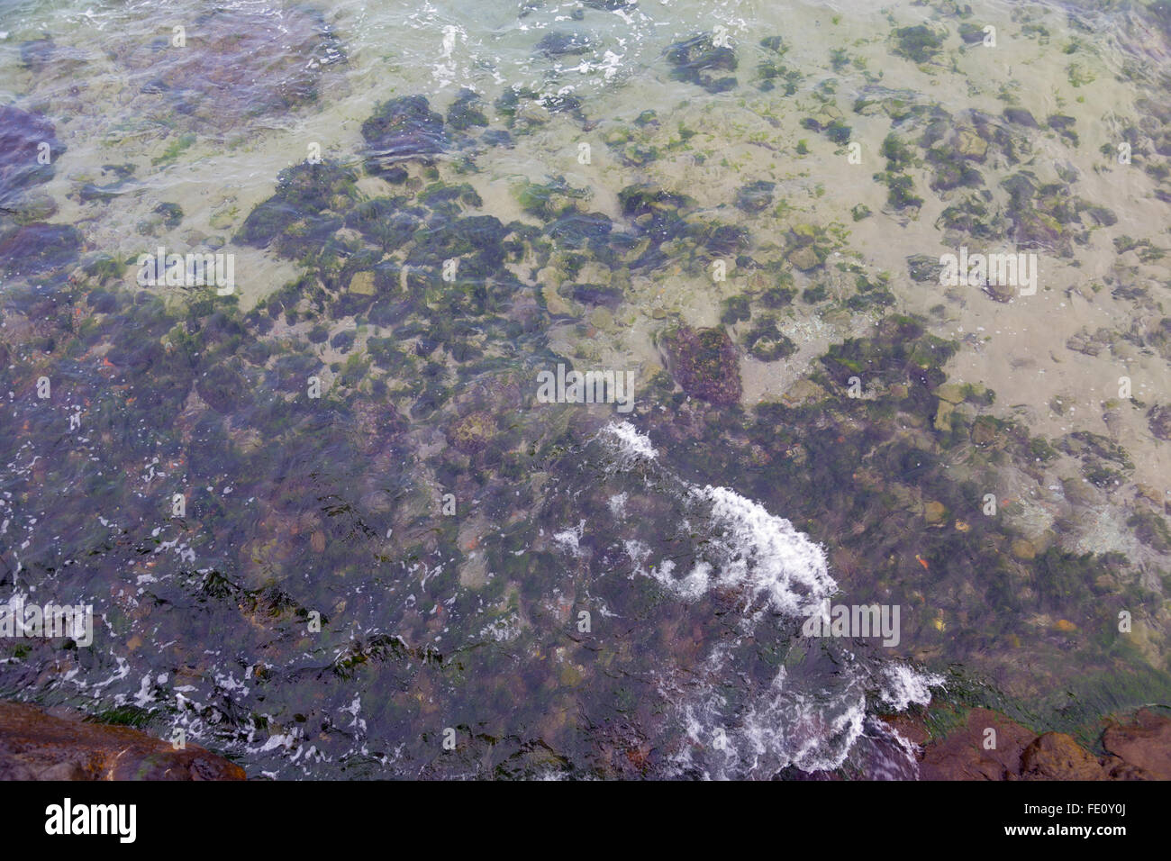 shore sea algae Stock Photo - Alamy