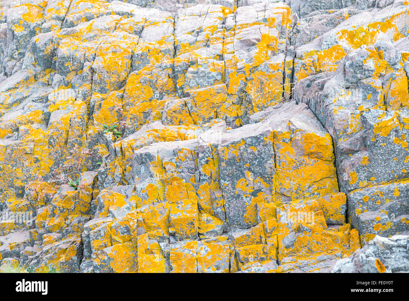 gray stone rock moss background Stock Photo - Alamy