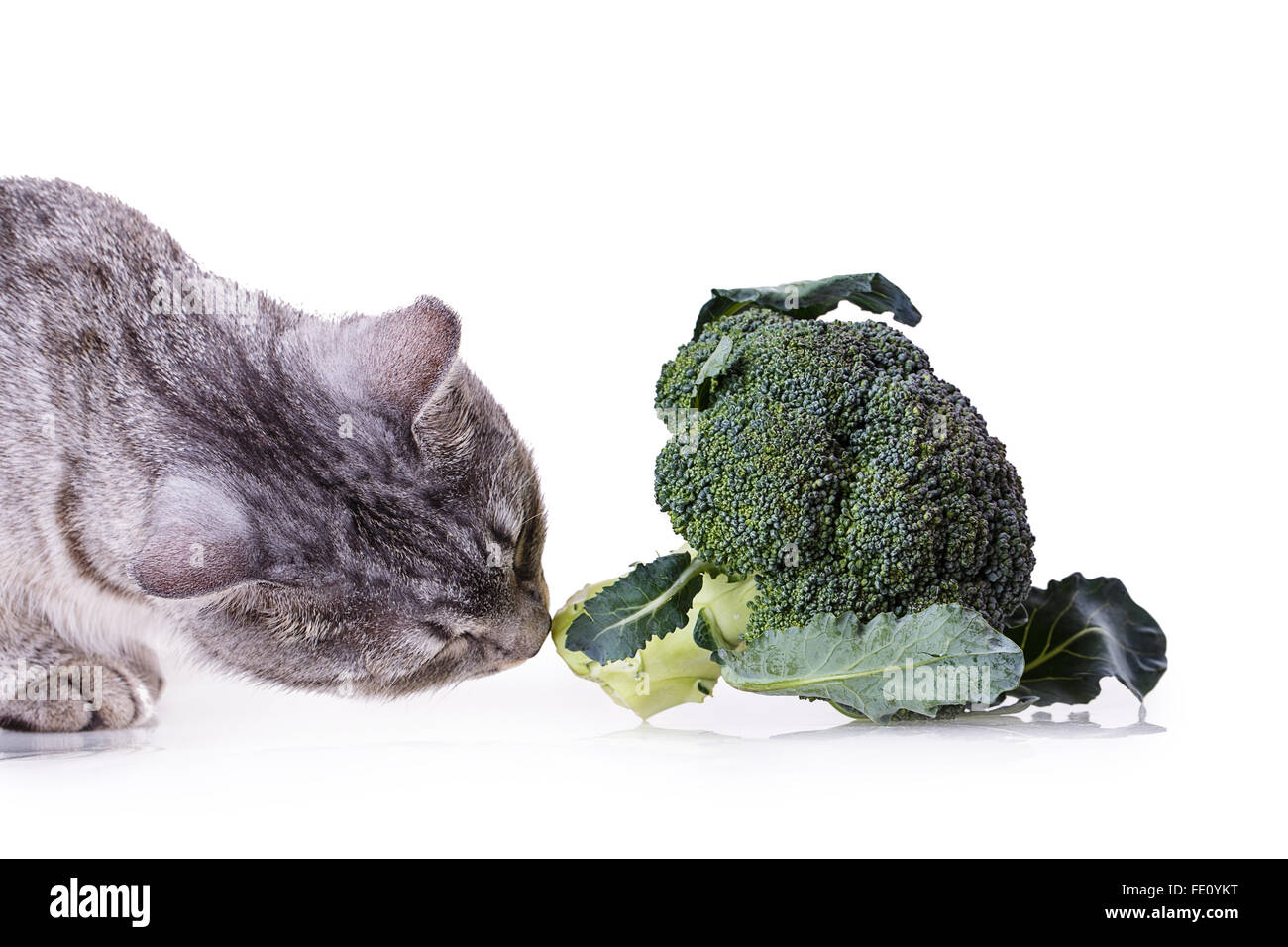 gray cat smelling a broccoli Stock Photo - Alamy