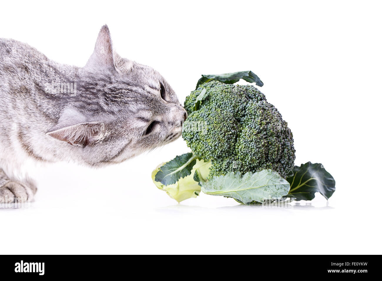 Organic produce cat hi-res stock photography and images - Alamy