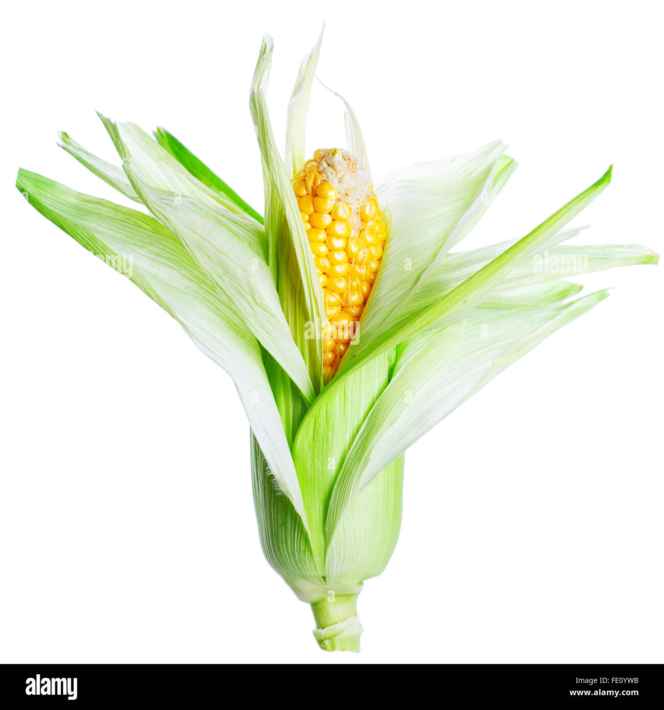 corn Isolated on white background Stock Photo - Alamy
