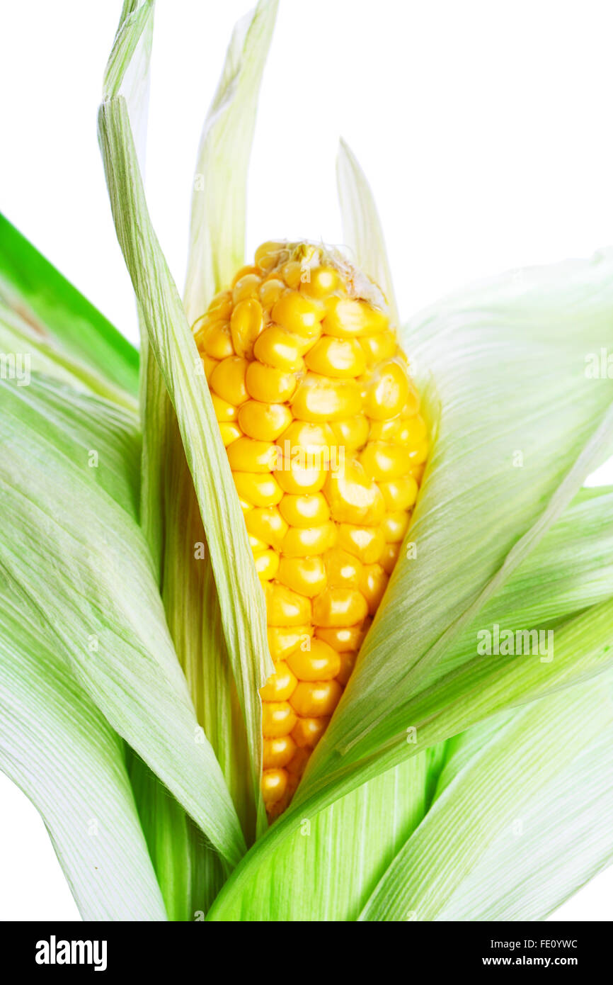 corn Isolated on white background Stock Photo - Alamy