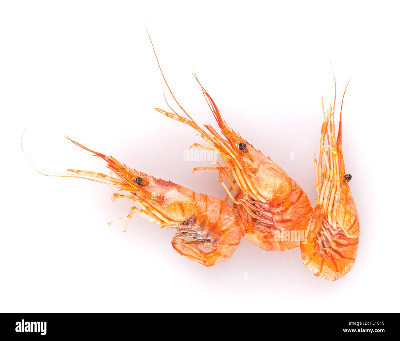 shrimp Isolated on white background Stock Photo - Alamy