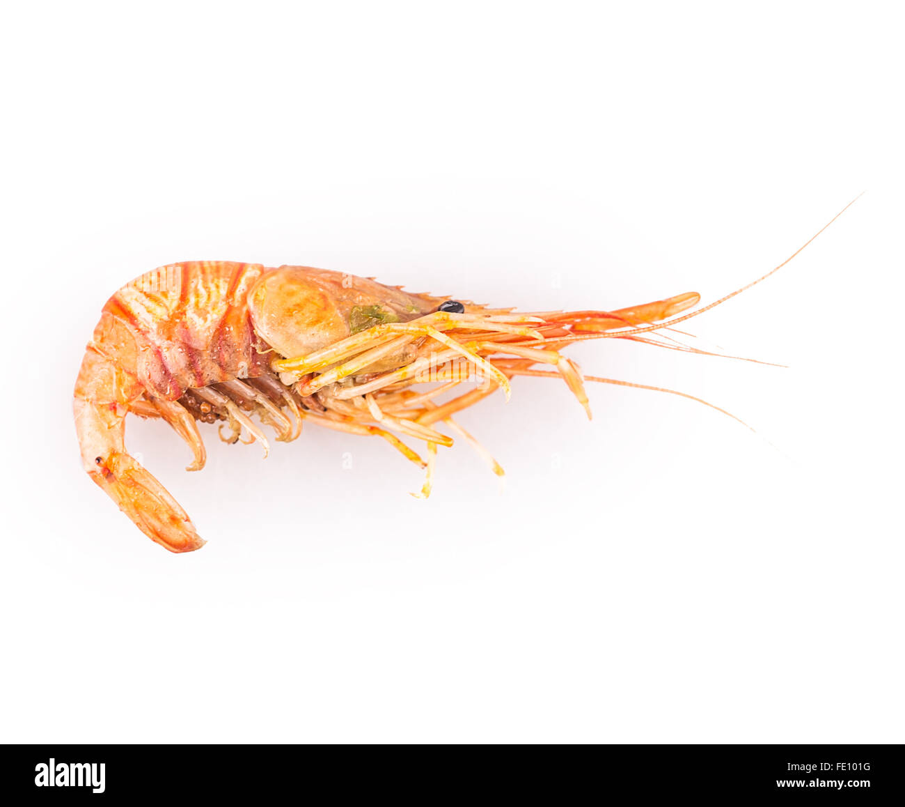 shrimp Isolated on white background Stock Photo - Alamy
