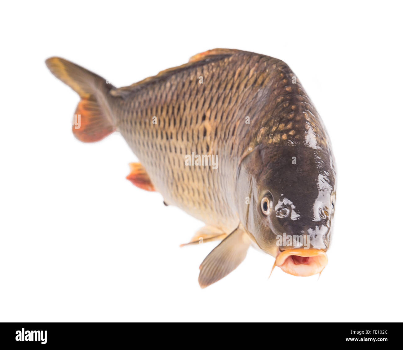 carp fish Isolated on white background Stock Photo - Alamy
