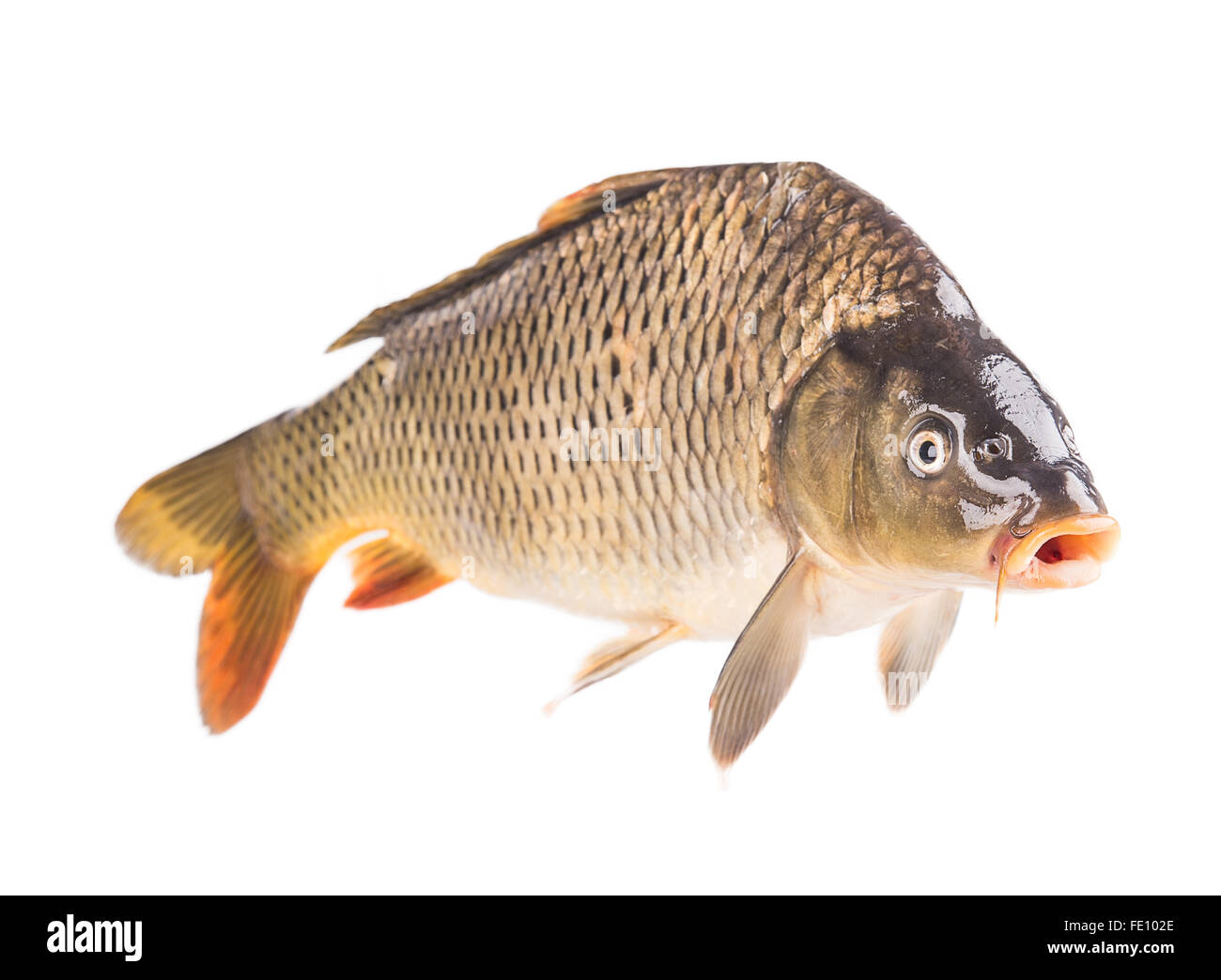 carp fish Isolated on white background Stock Photo - Alamy
