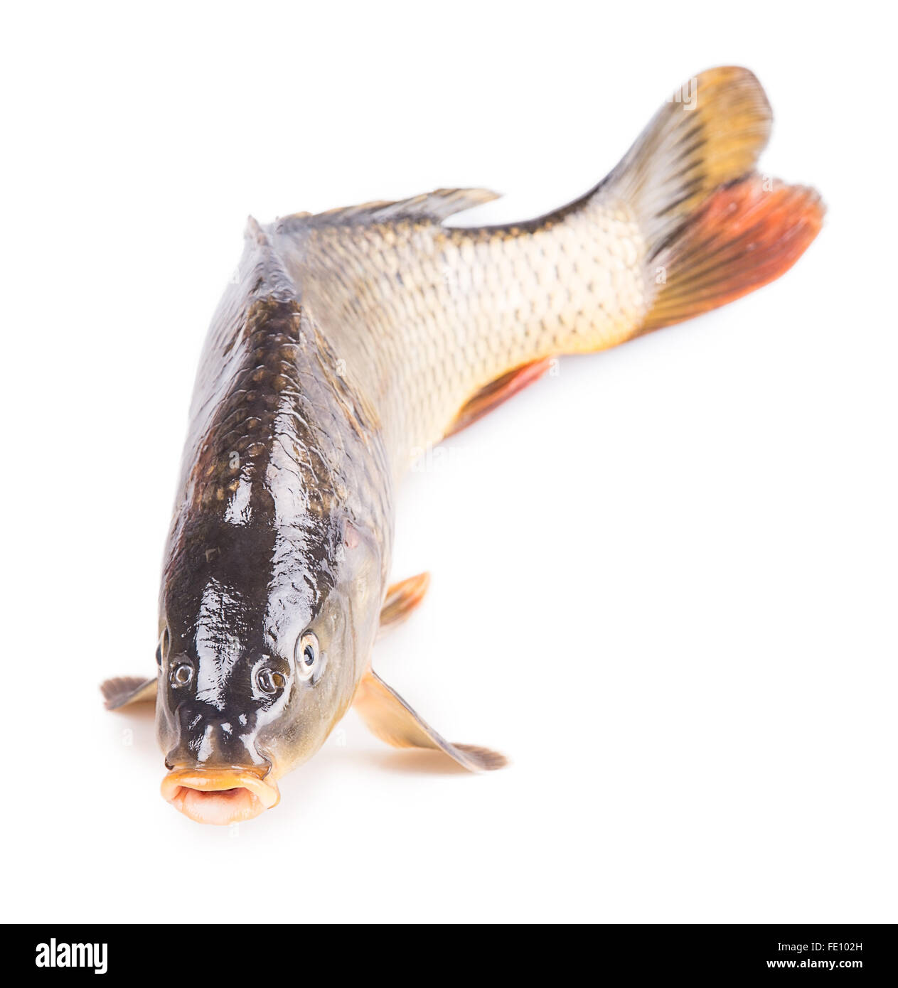 carp fish Isolated on white background Stock Photo - Alamy