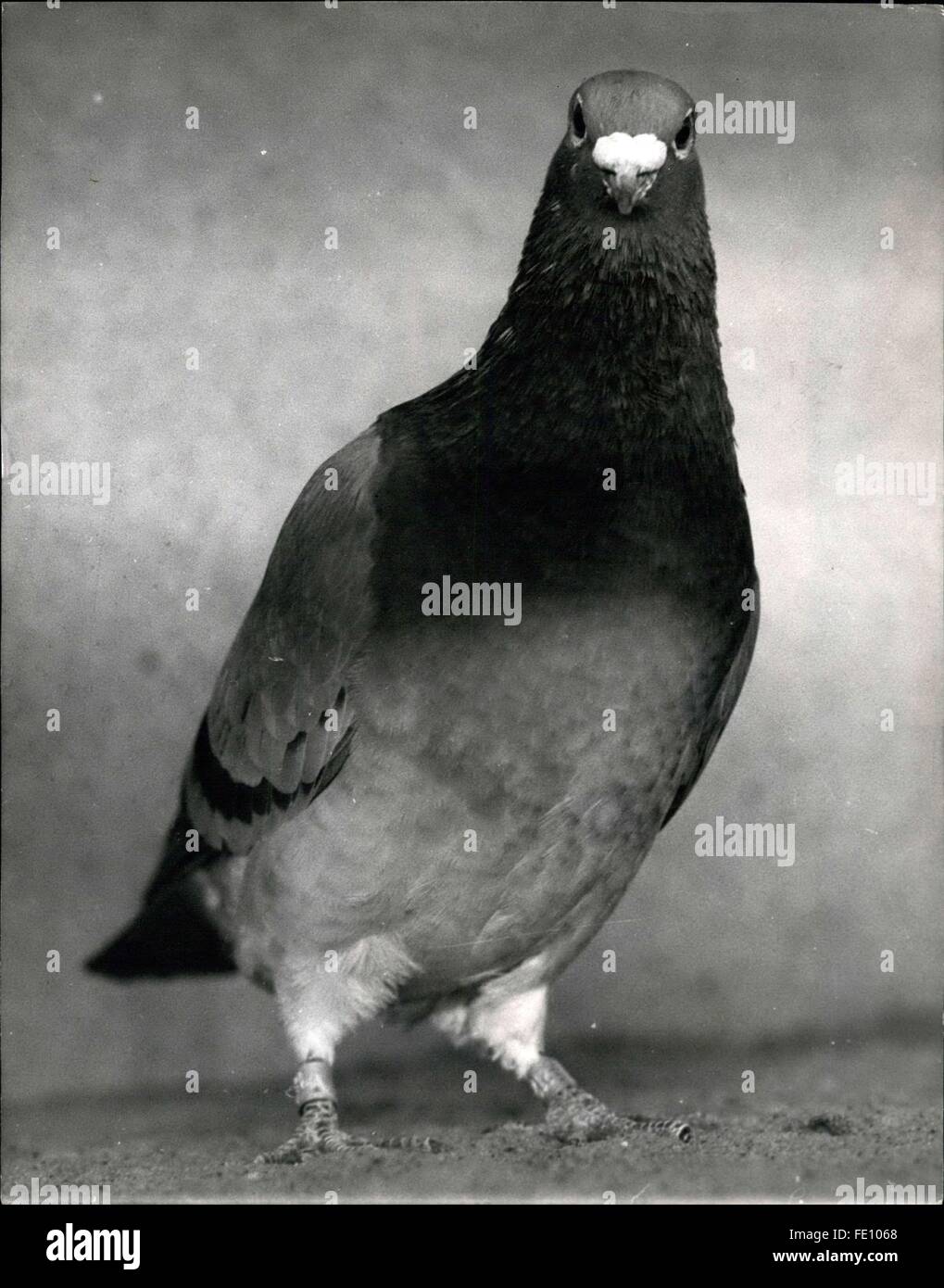 1973 - A World Beater. A bit of a flutter was caused in the racing ...