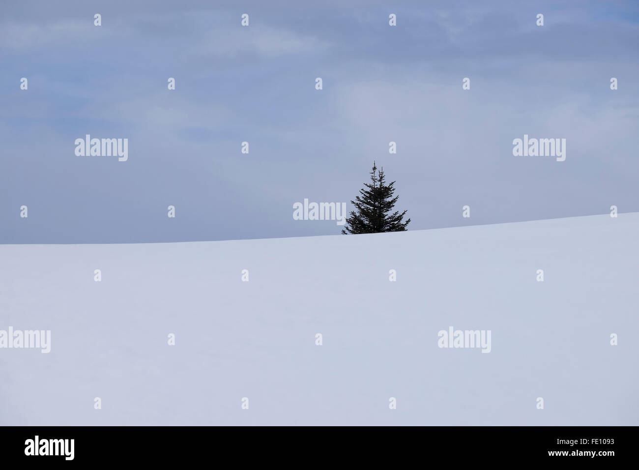 Trees in the snow, Austrian Alps Stock Photo - Alamy