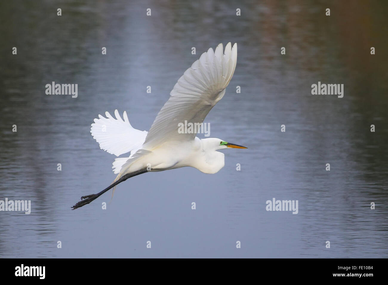 Great Egret (Ardea alba) flying Stock Photo - Alamy