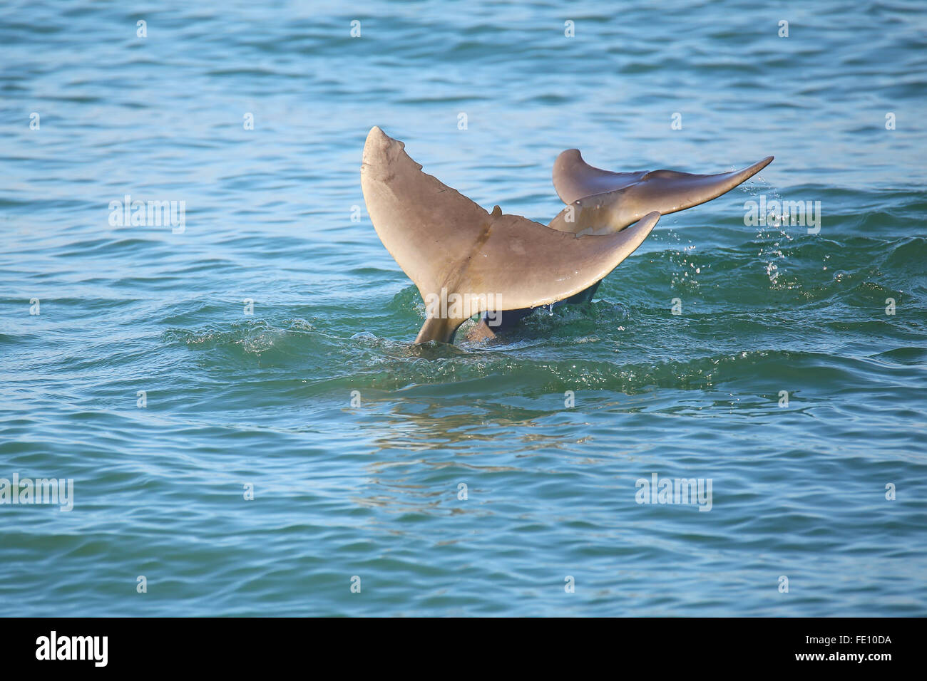 Tails of diving Common bottlenose dolphins near Sanibel island in ...