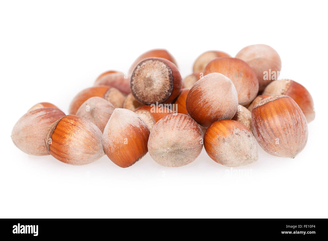 Hazelnut tree seed fruit Cut Out Stock Images & Pictures - Alamy