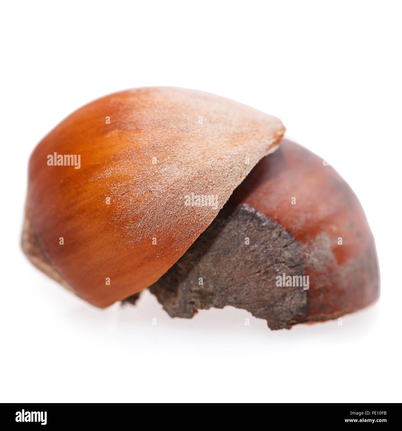 hazelnut Isolated on white background Stock Photo - Alamy