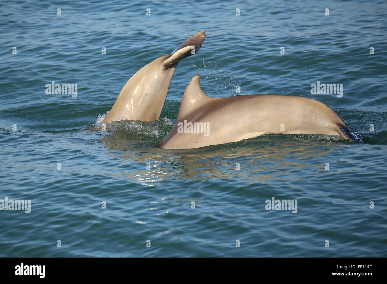 Mother and baby Common bottlenose dolphins diving near Sanibel island ...