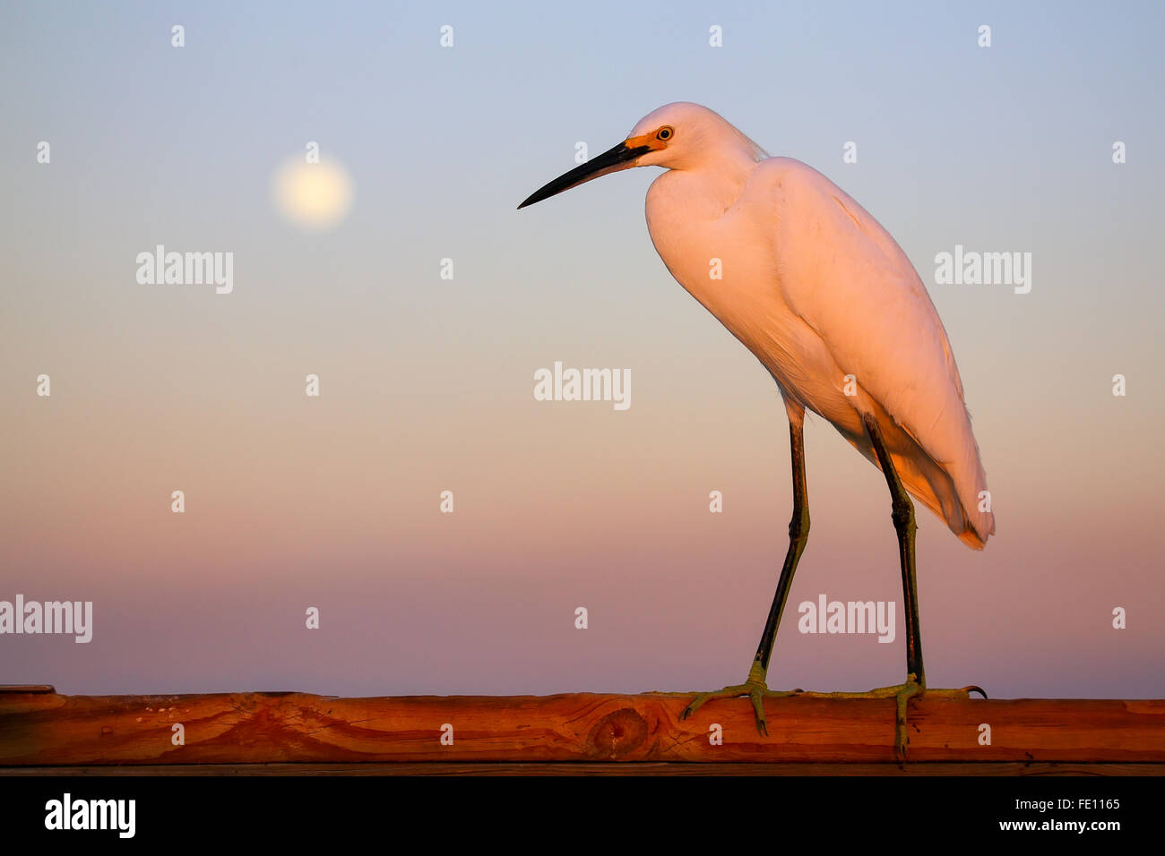 Snowy egret (Egretta thula) standing on ocean pier at sunset Stock ...