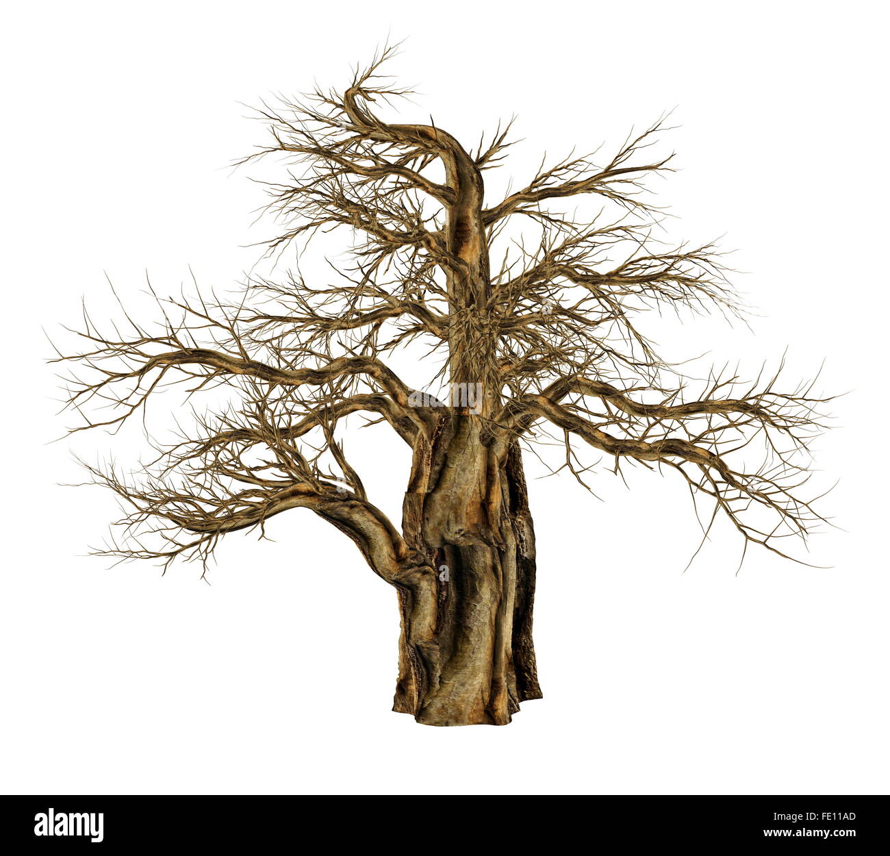 Baobab tree without leaves, adansonia digitata, isolated in white ...