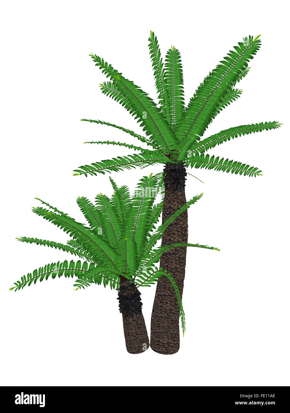 Broodboom Cut Out Stock Images & Pictures - Alamy