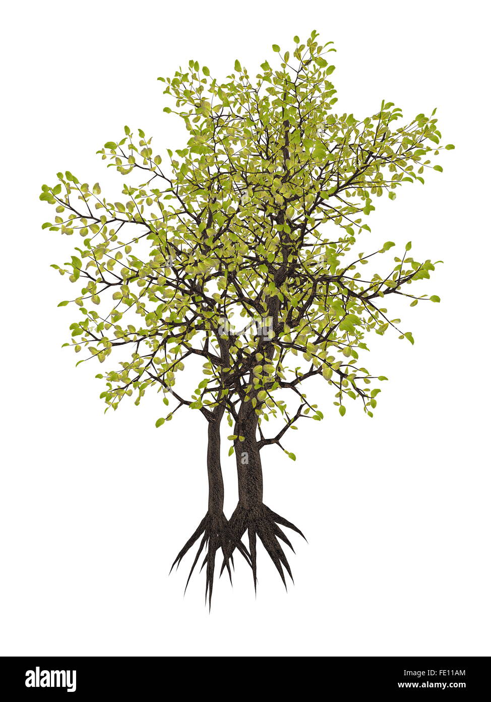 Egyptian carissa tree, c. edulis isolated in white background - 3D ...