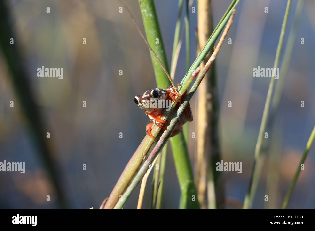 Small angry frog on a reed, Botswana Stock Photo - Alamy