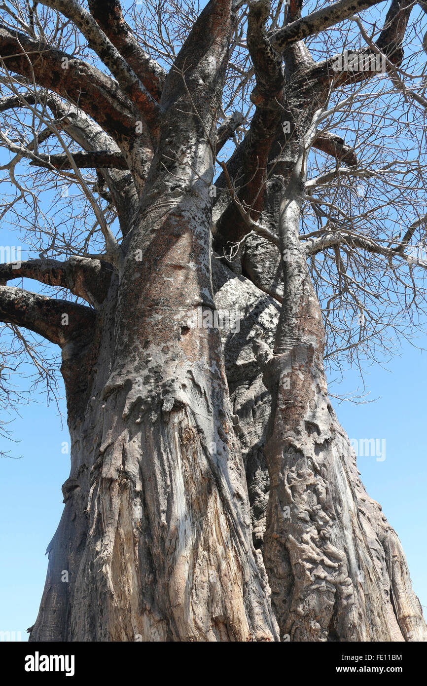 Lovely baobab tree hi-res stock photography and images - Alamy