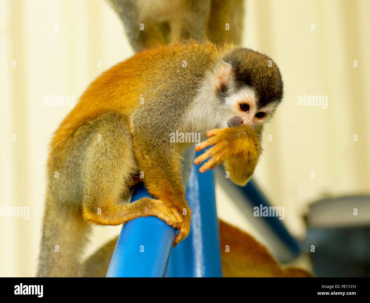 Crowned monkey hi-res stock photography and images - Alamy