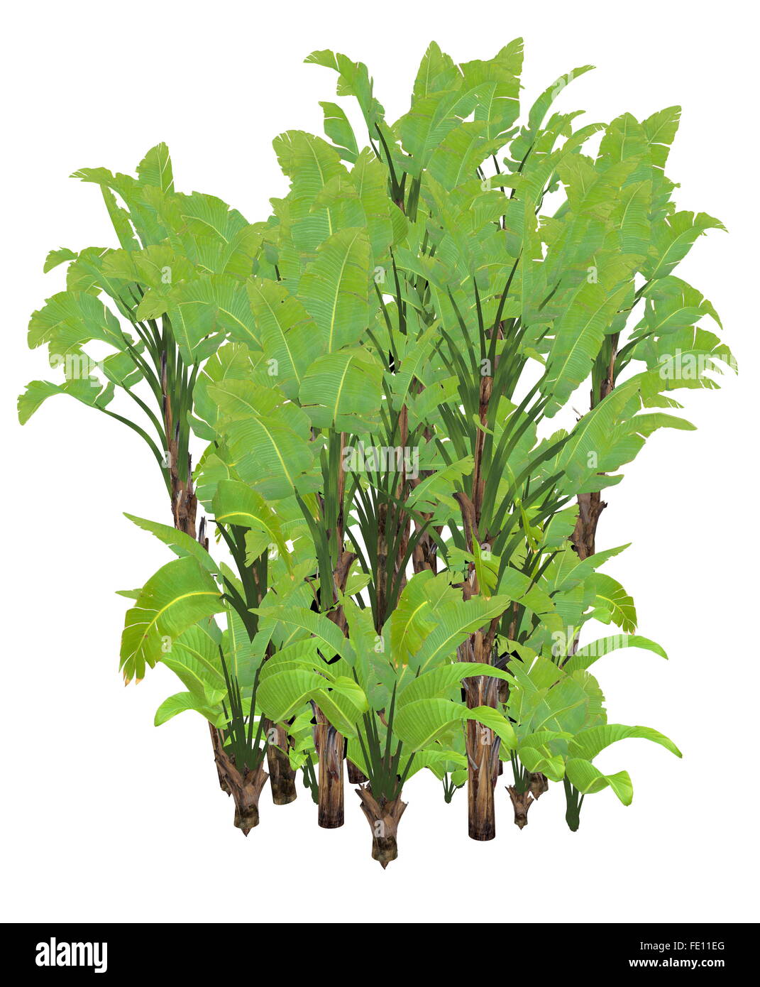 Giant white bird of paradise or wild banana tree, strelitzia nicolai ...