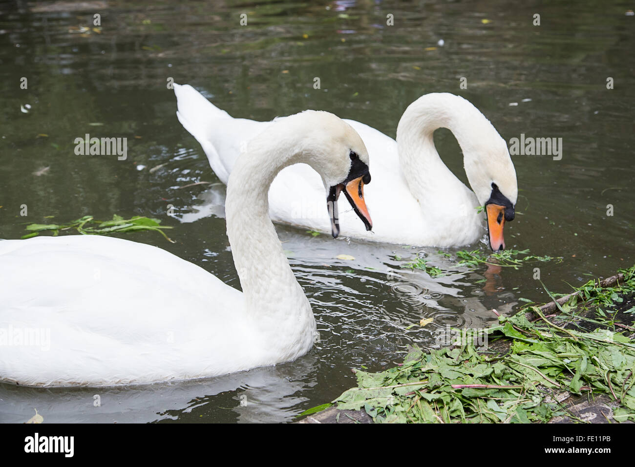 pair of swans eat in water Stock Photo - Alamy