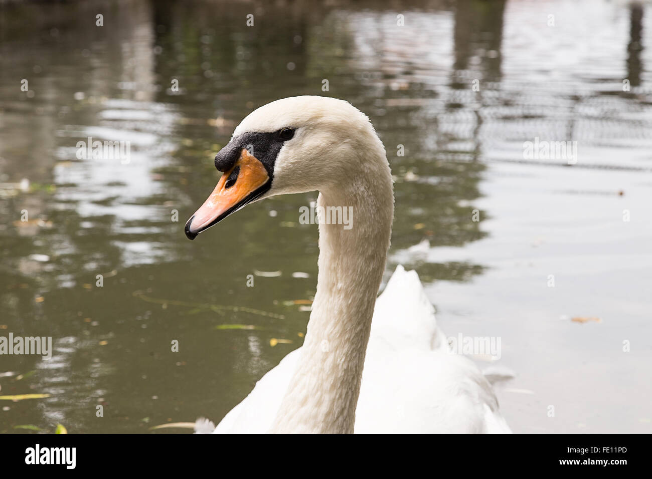 white swan floating in the water Stock Photo - Alamy