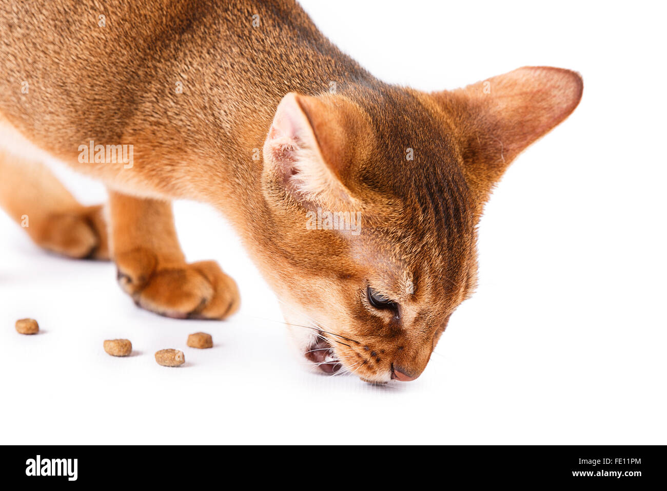 Abyssinian cat food Isolated on white background Stock Photo - Alamy