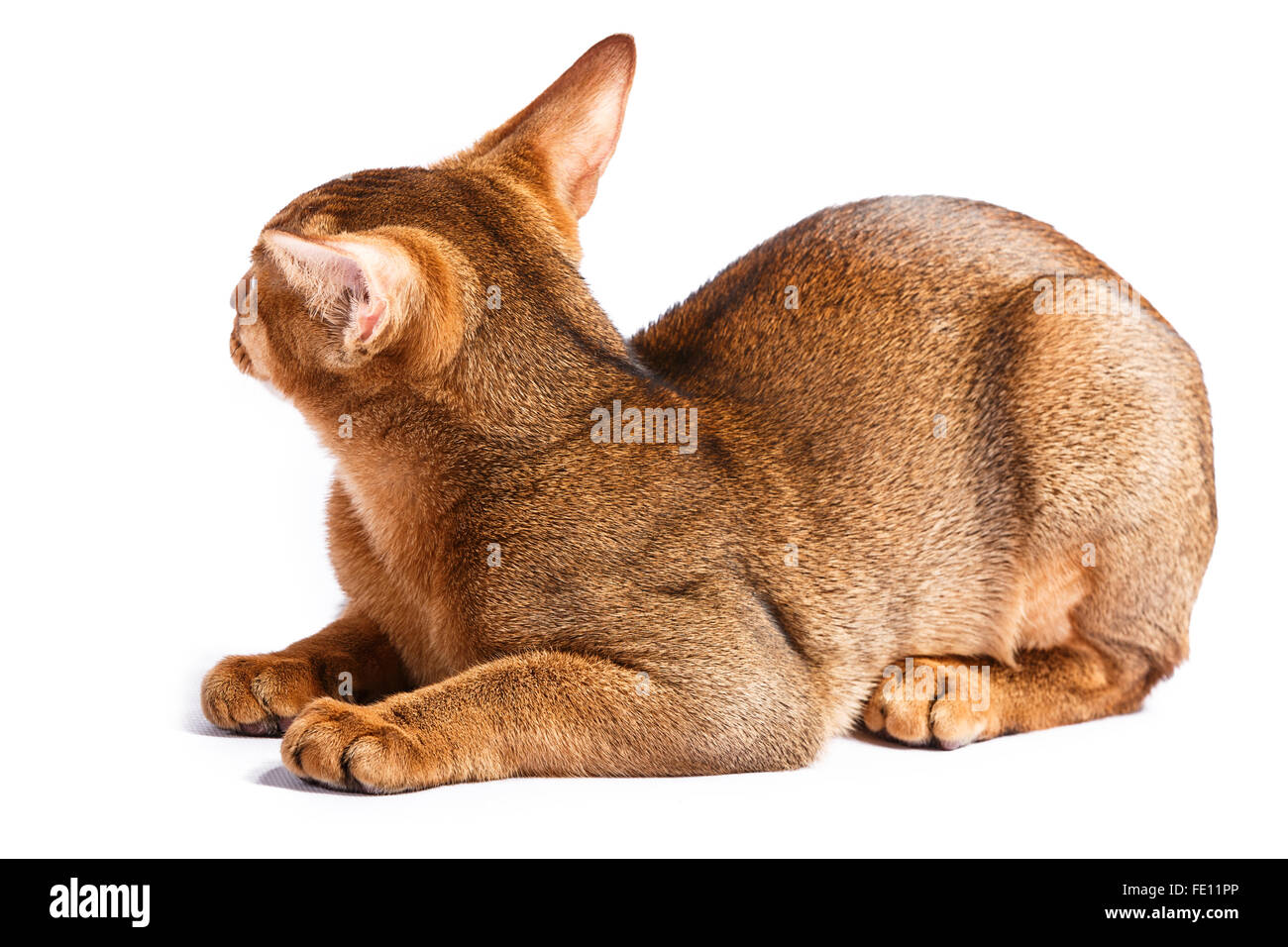 Abyssinian cat Isolated on white background Stock Photo - Alamy