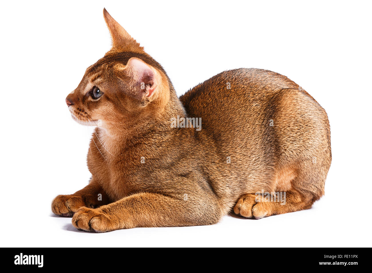 Abyssinian white eyes Cut Out Stock Images & Pictures - Alamy