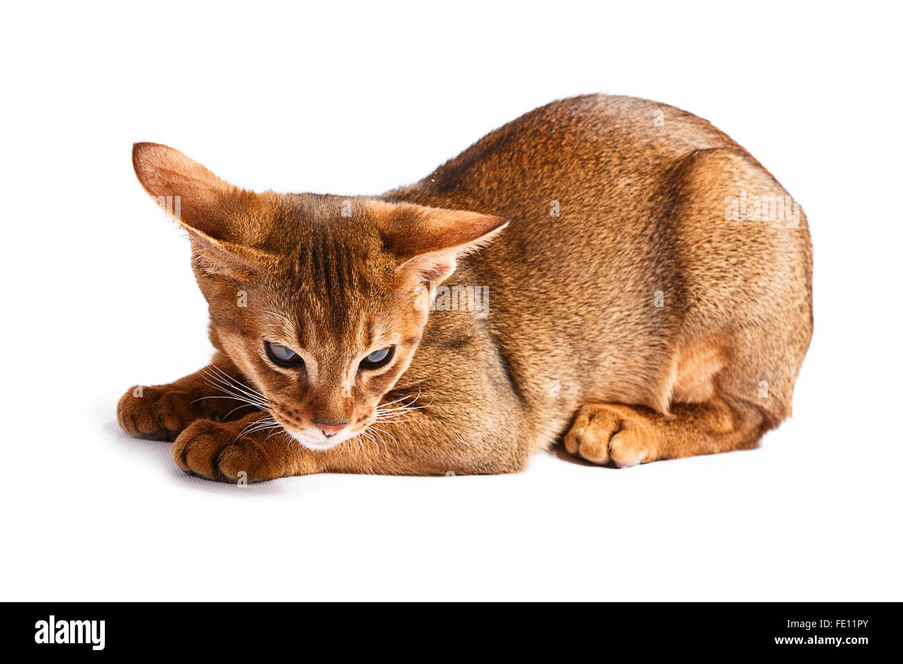Abyssinian cat Isolated on white background Stock Photo - Alamy